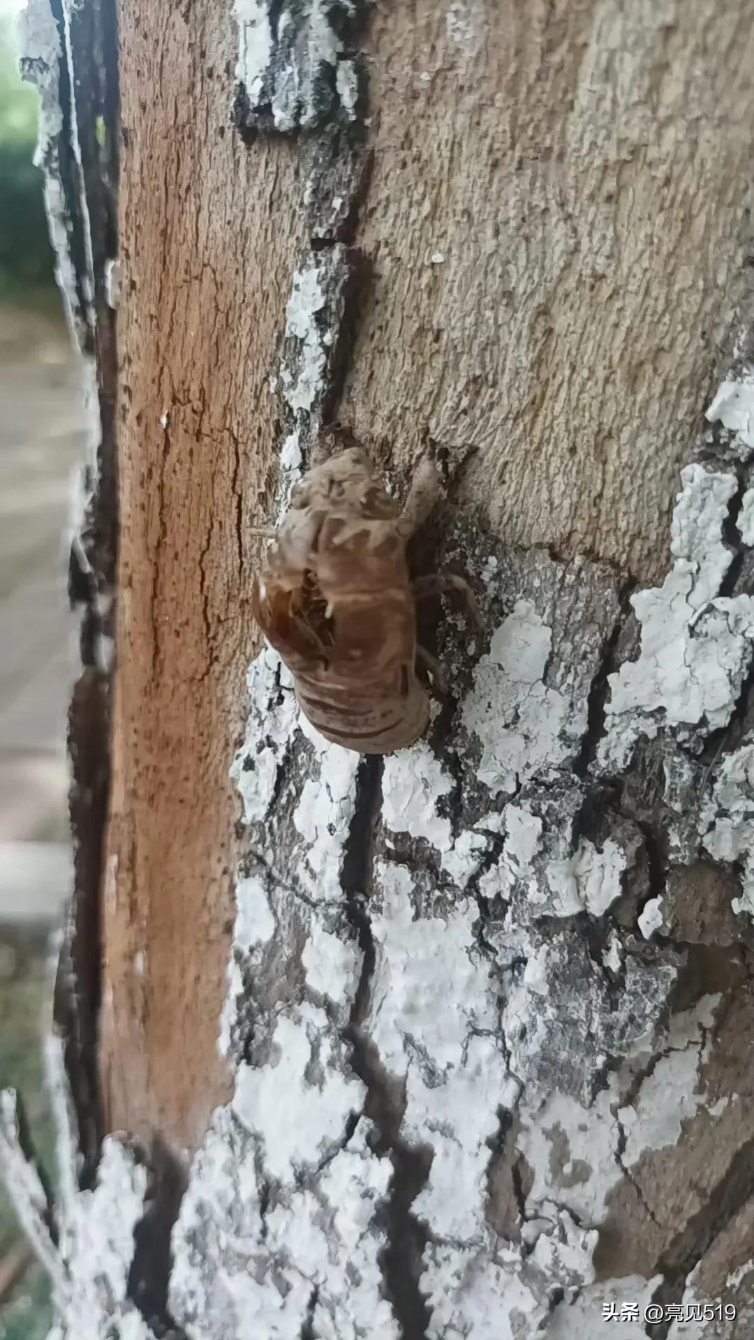 cicada monkey - iNEWS