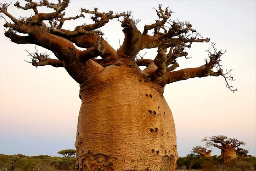 The Bottle Tree: A Miracle of Nature - iNEWS