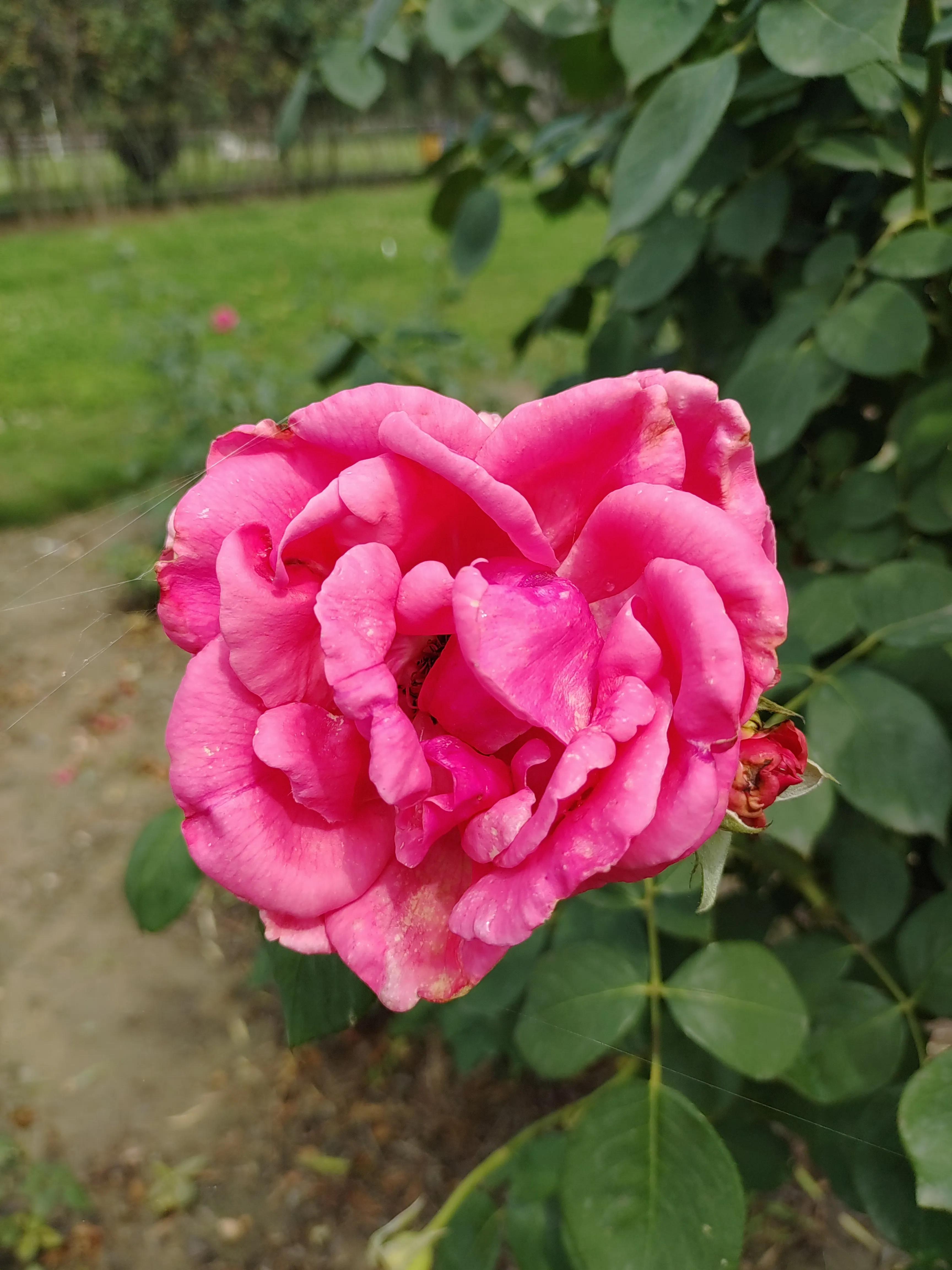 In the June world of rose flowers, there are only beauty and flowers ...