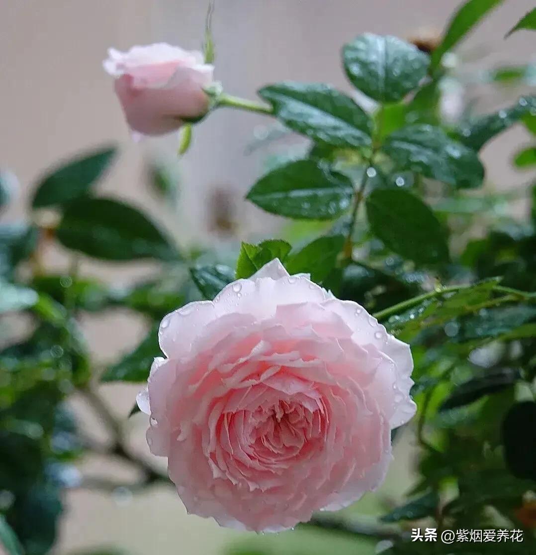 There is a kind of rose called Misaki, which has a strong aroma and ...