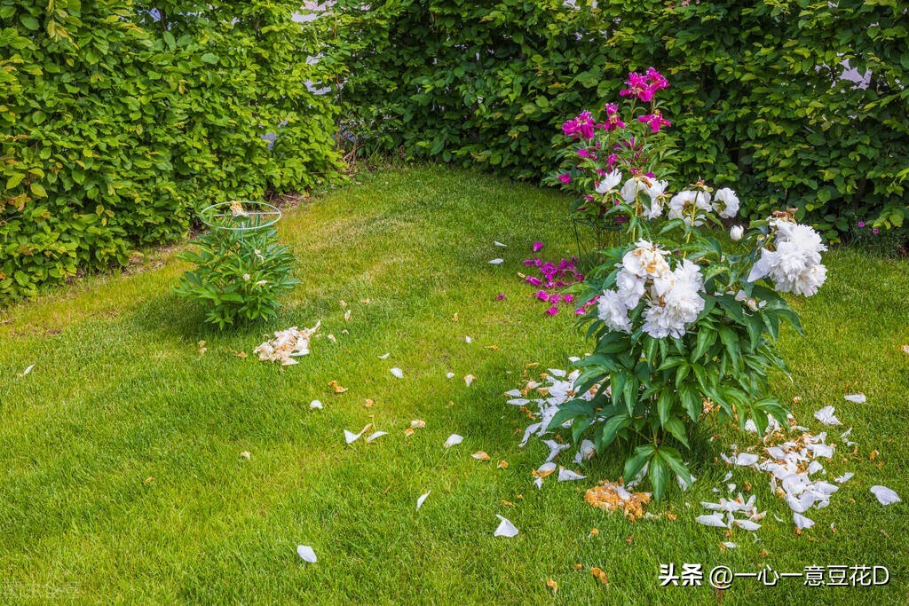 Seven-character Poem Falling Flowers - iNEWS