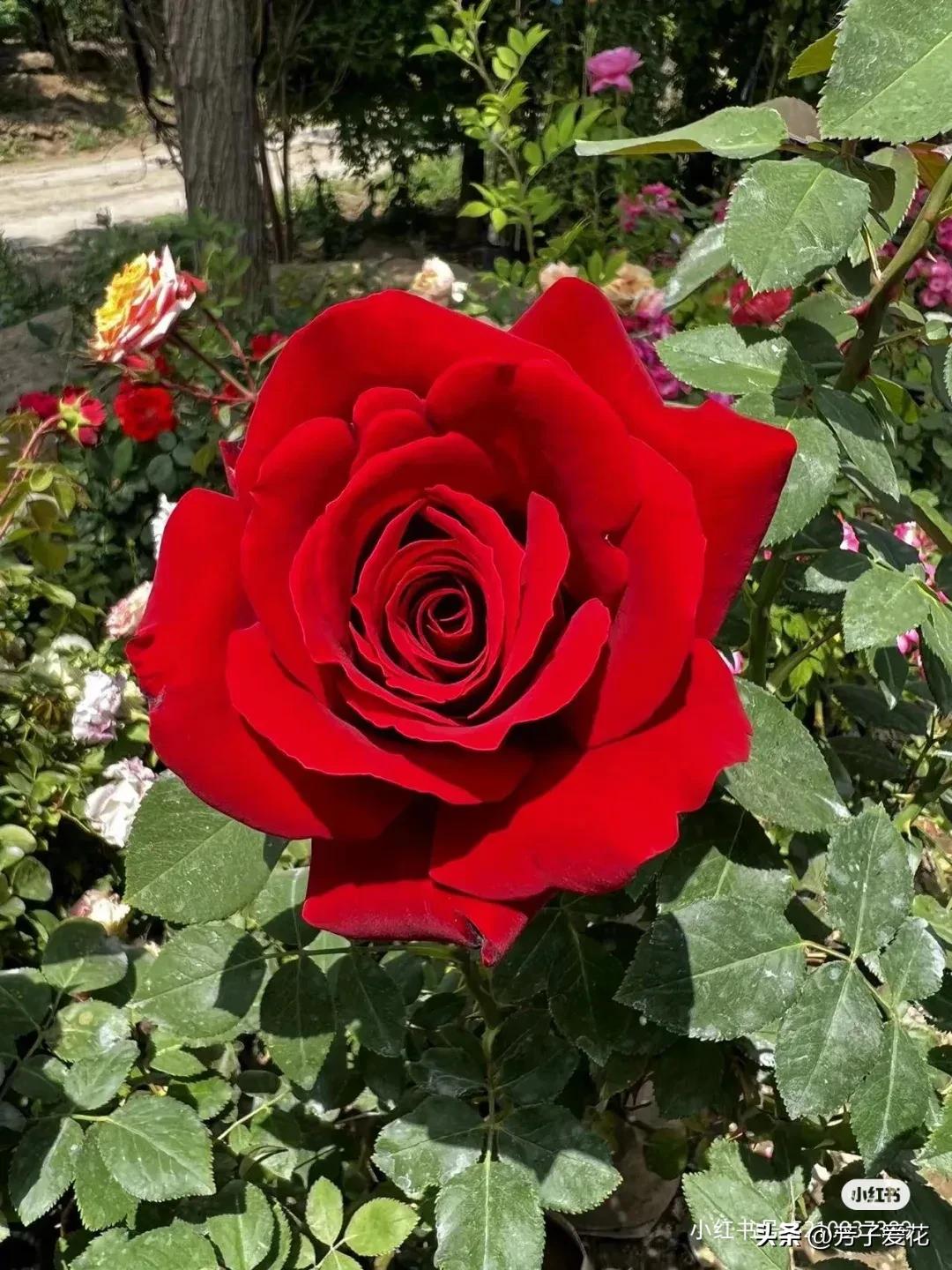 Appreciation of the beautiful, elegant and graceful Meiang rose ...