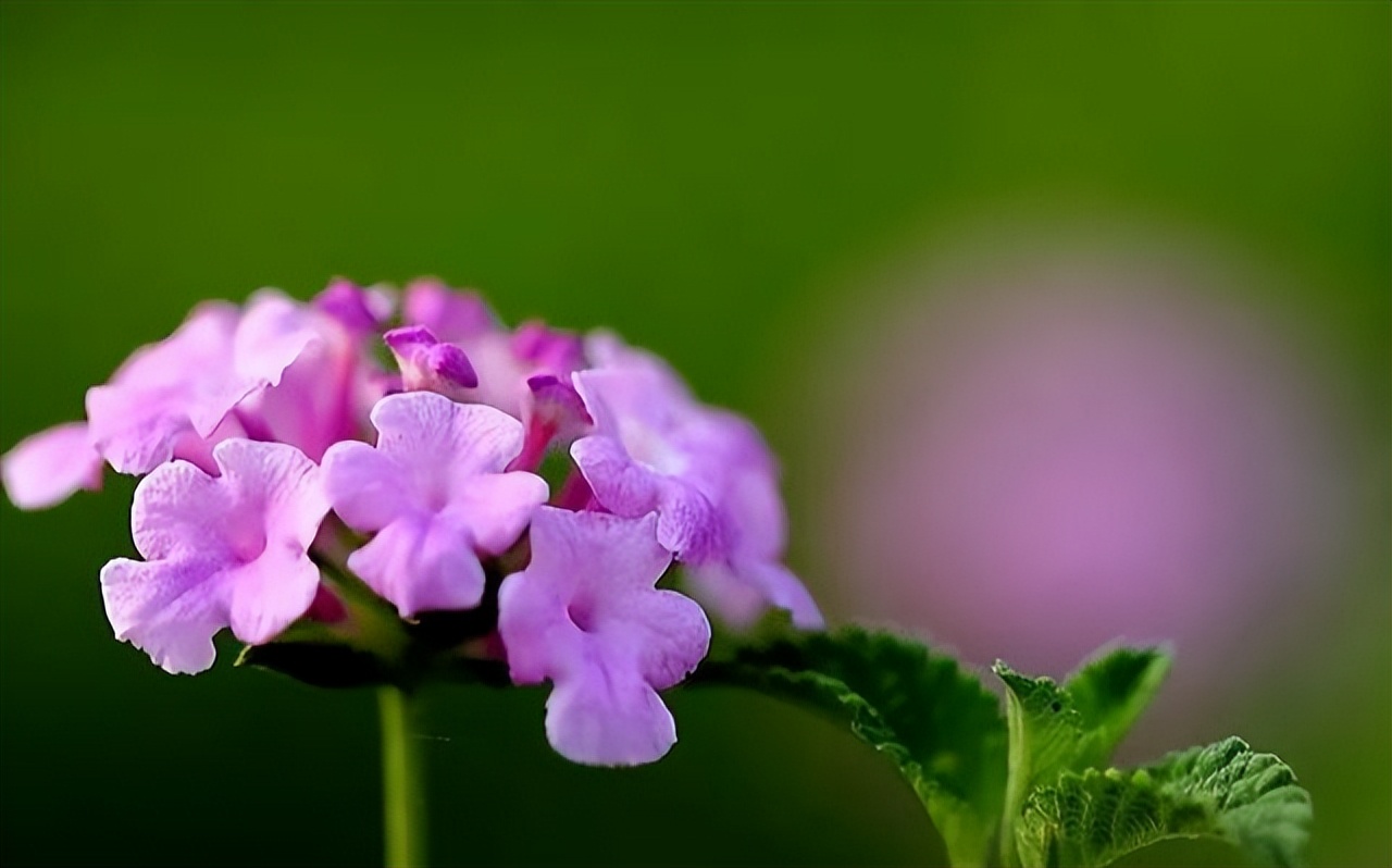 Pay attention to these points in the cultivation of five-color plums ...