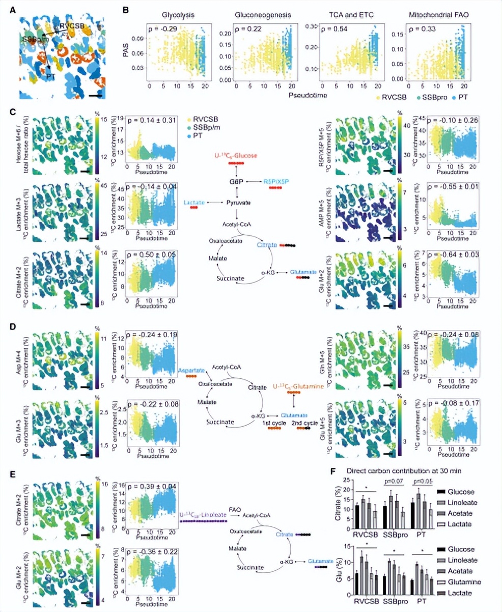 Single-cell transcriptomics + spatial metabolomics identify metabolic ...