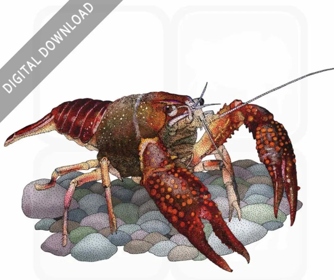 Crayfish: The Defying History of East Asia's "Journey to the West" - iMedia