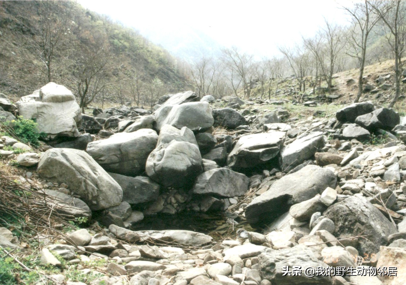 Rare toad - Stuart's Toad - iNEWS