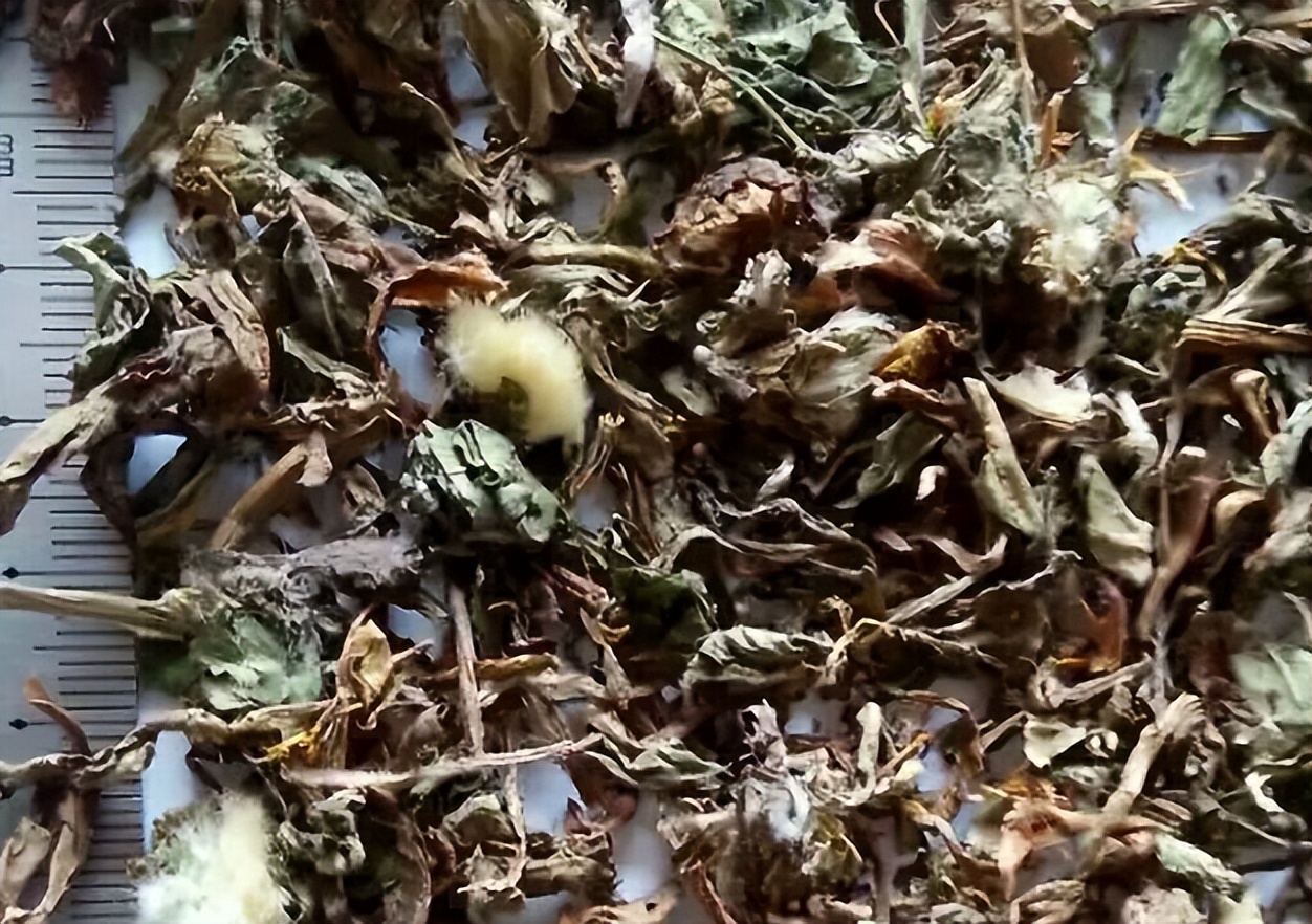 Take you to identify dandelions - iMedia