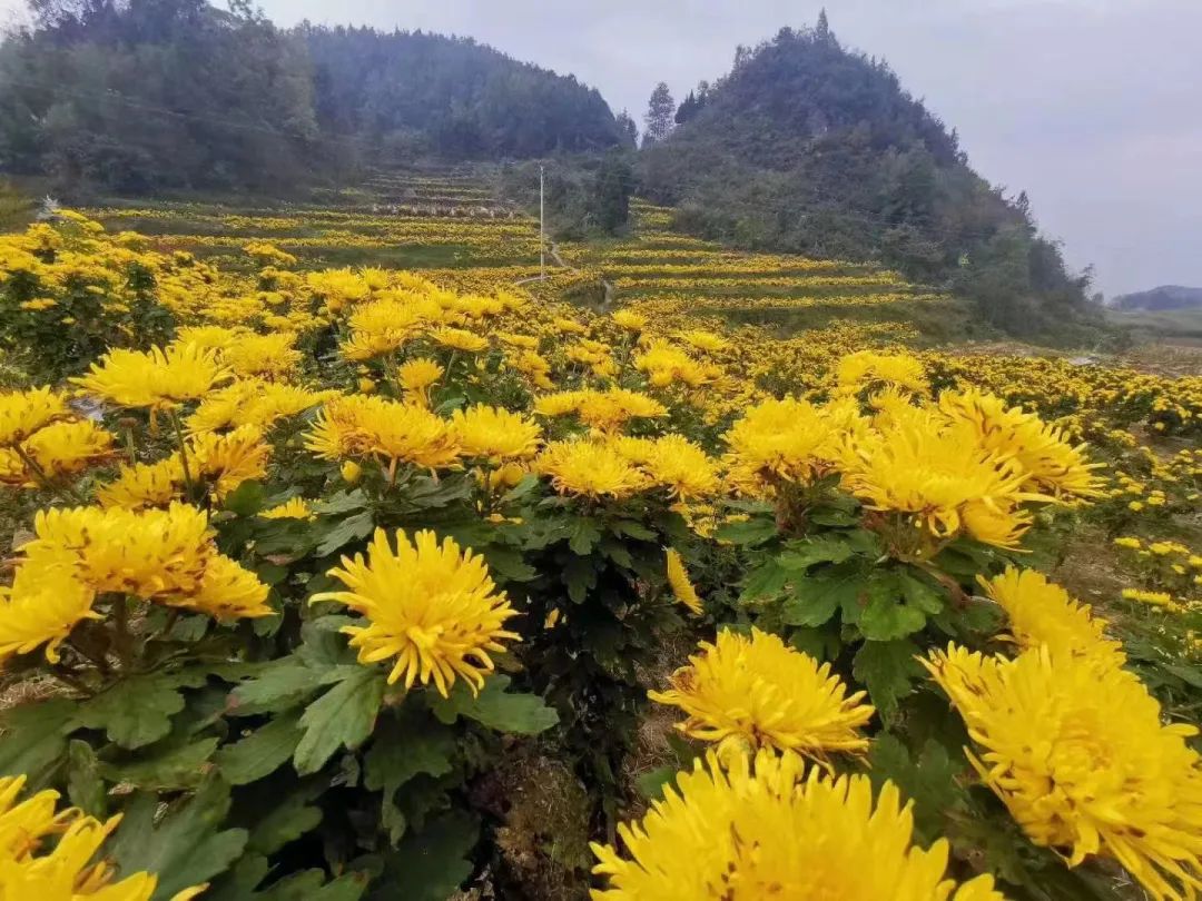 There is a sea of golden flowers near the Golden Silk Emperor ...