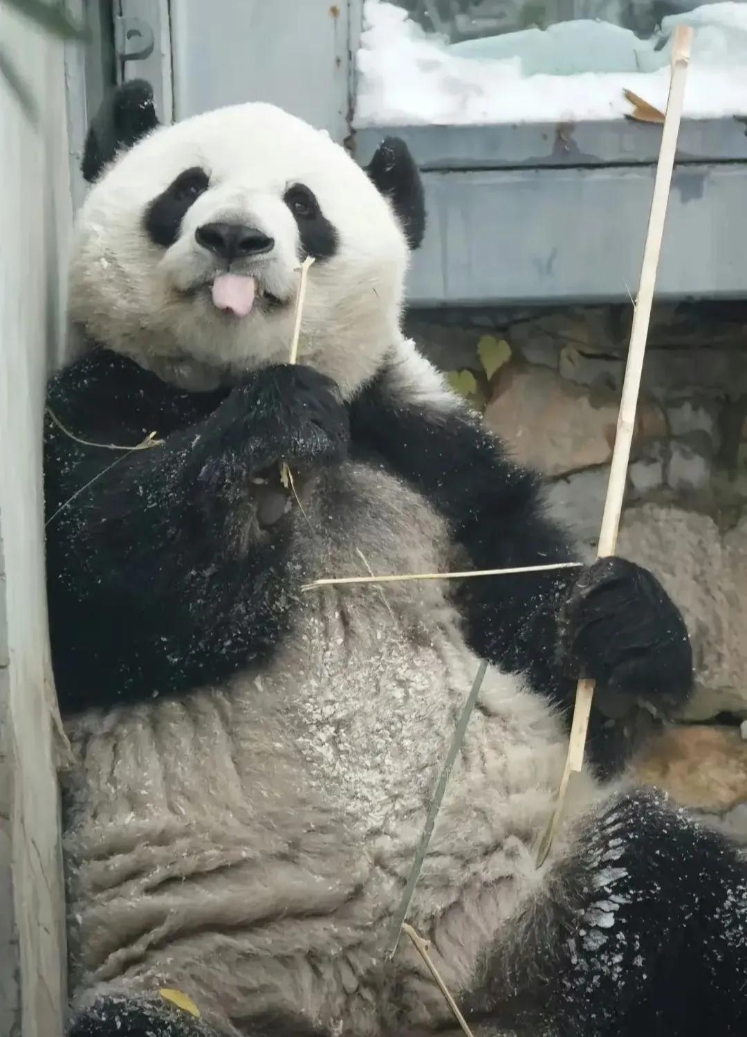 The twin stars of the panda world - iNEWS