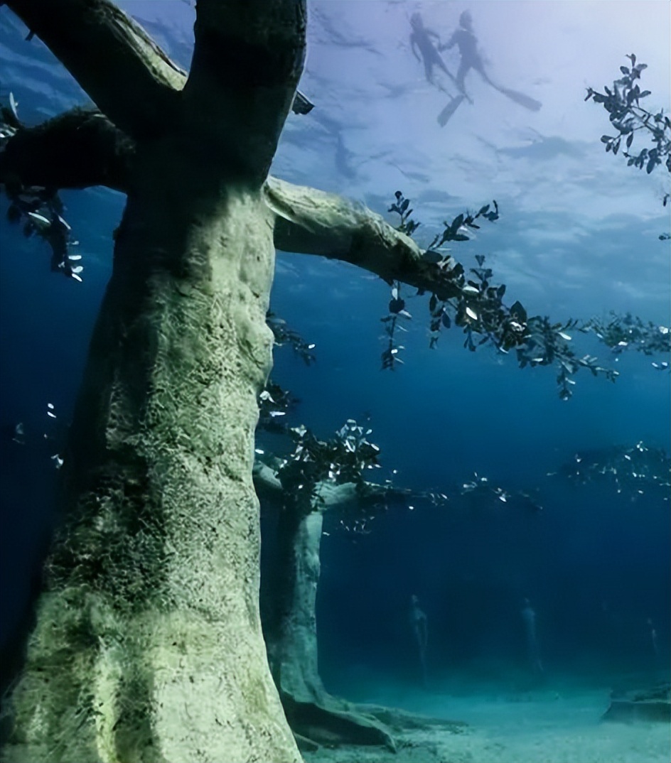 What's the point of exploring ancient underwater forests? - iNEWS