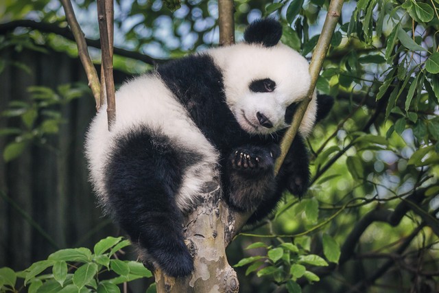 Riding a Panda to School: Yaya's Nostalgia - iNEWS