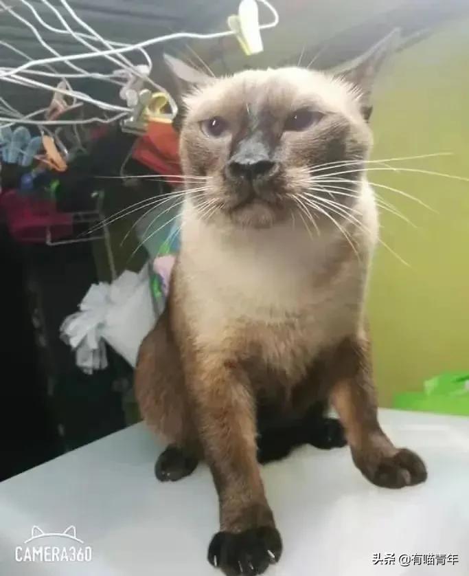 5 of the ugliest ragdoll cats on the Internet - iNEWS