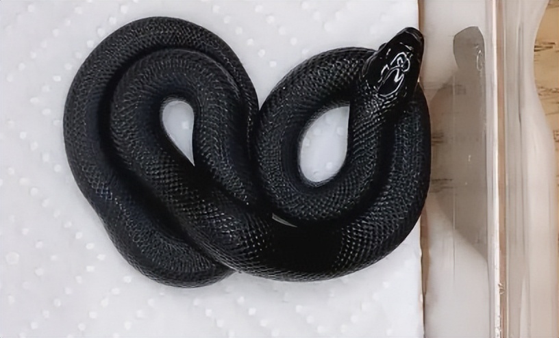 Black King Snake: A Way of Survival with Both Beauty and Defiance - iNEWS