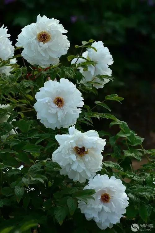 [Hundred Flowers Collection] (six hundred and ten) - iNEWS