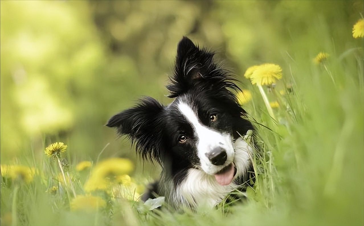 Quietly tell you!It is best to raise a dog with a "border shepherd", it ...