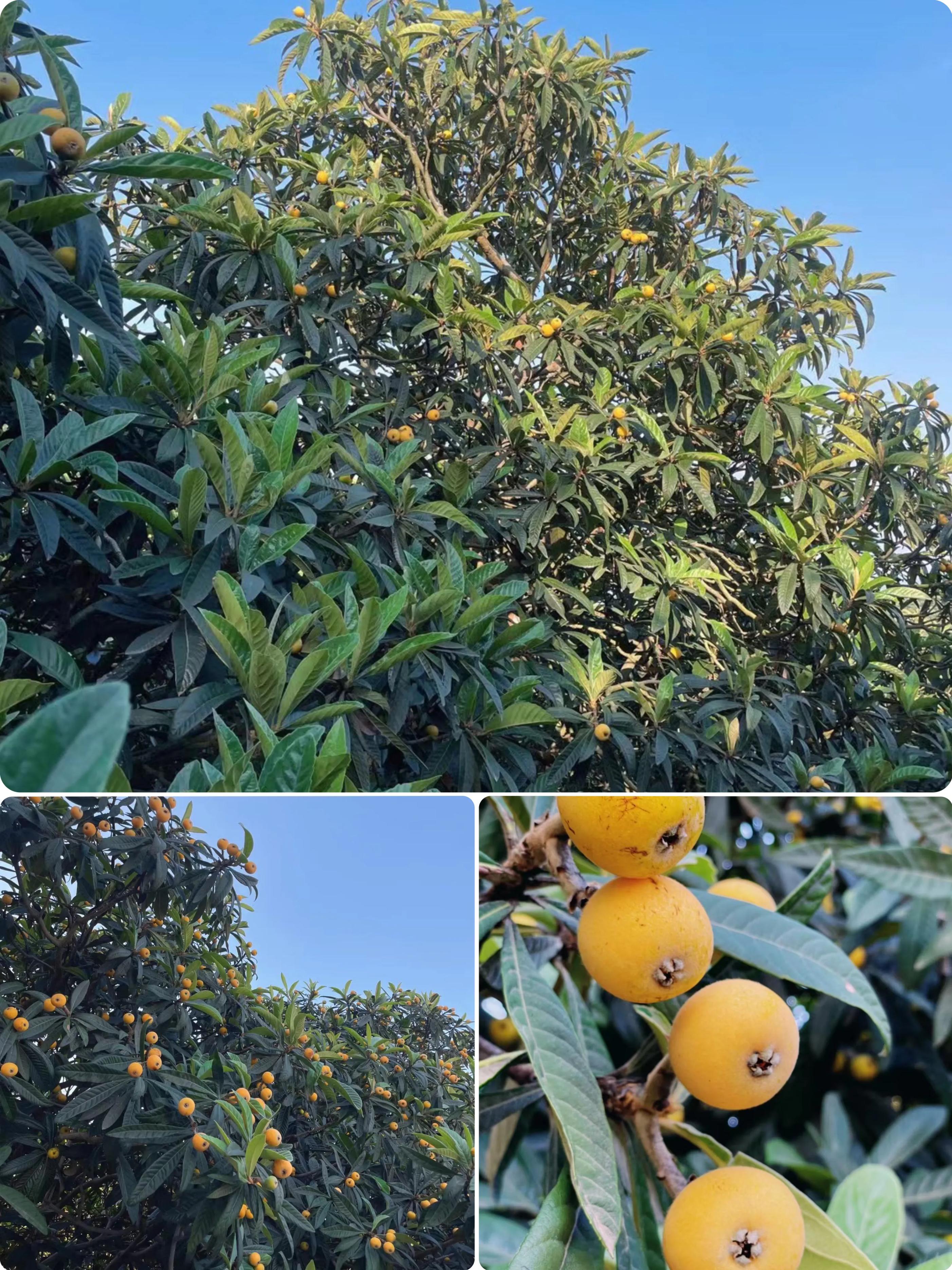 Picking loquats from the Dongxi Mountains in Suzhou and staying in a B ...