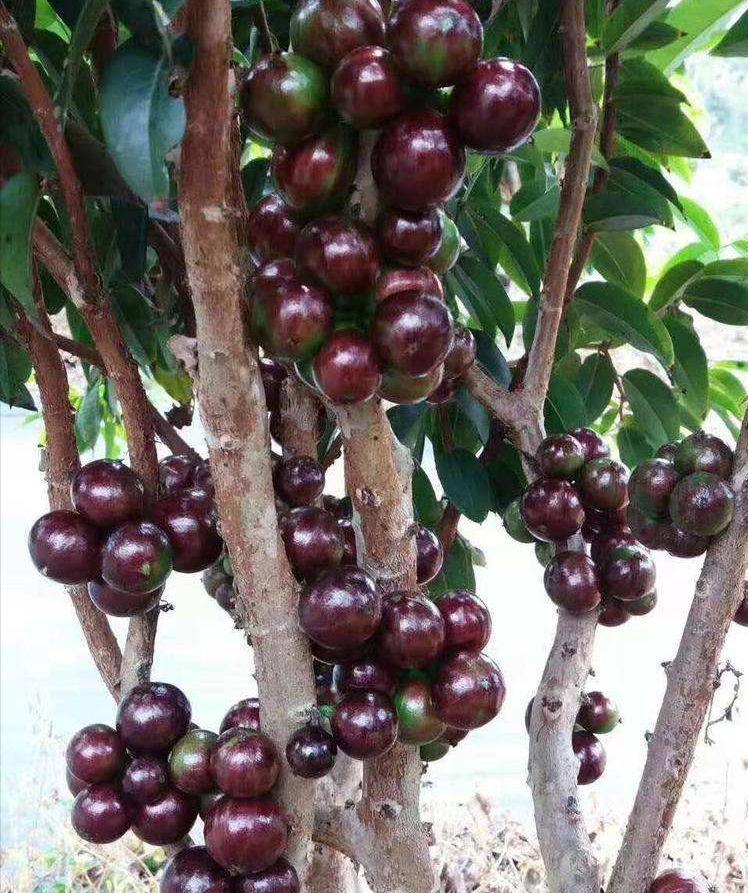 The taste is unique, sweet and juicy - Garbo fruit - iNEWS