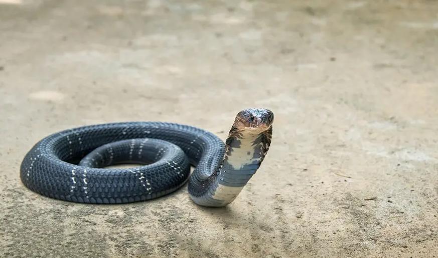 The 3-meter-long cobra gets stuck in the car!Can humans live with ...