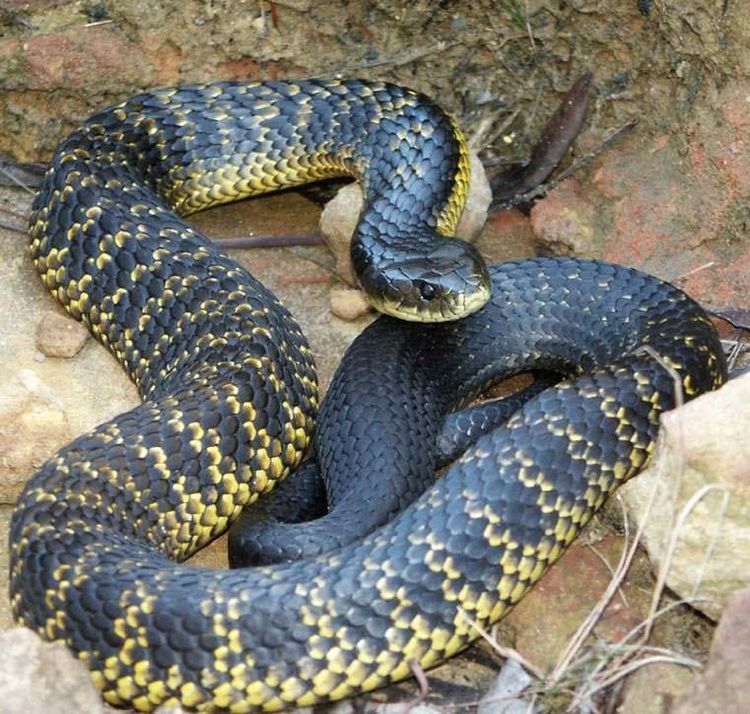 Ranking of the nine most poisonous snakes in Australia - iNEWS
