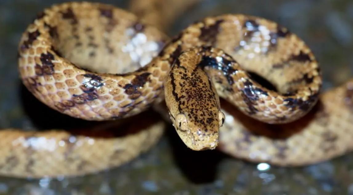 List of Snakes - Snakes (6) - iNEWS