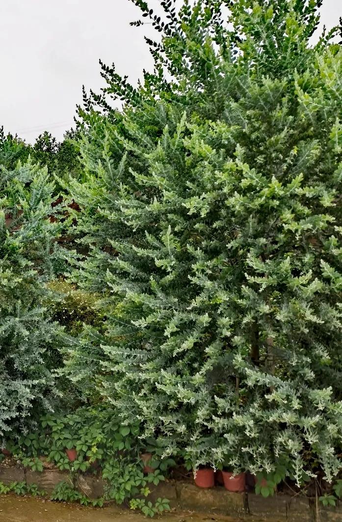 Tongfu Village with beautiful scenery - iNEWS