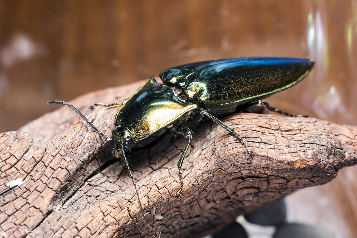 Have you ever seen this kind of insect that can jump up after being ...