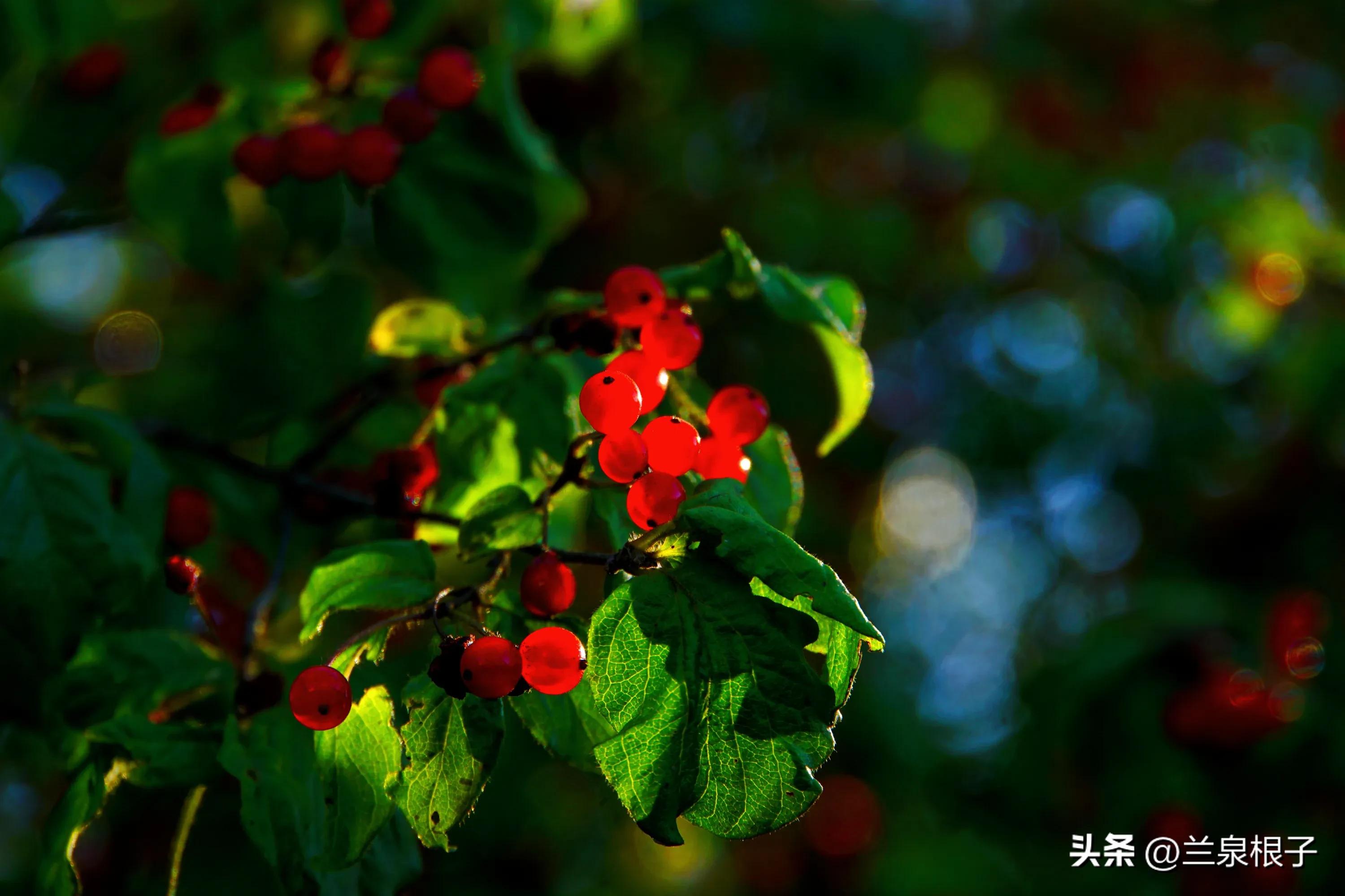The original ecological scenery of Yunding Mountain in Lanzhou is picturesque - iNEWS