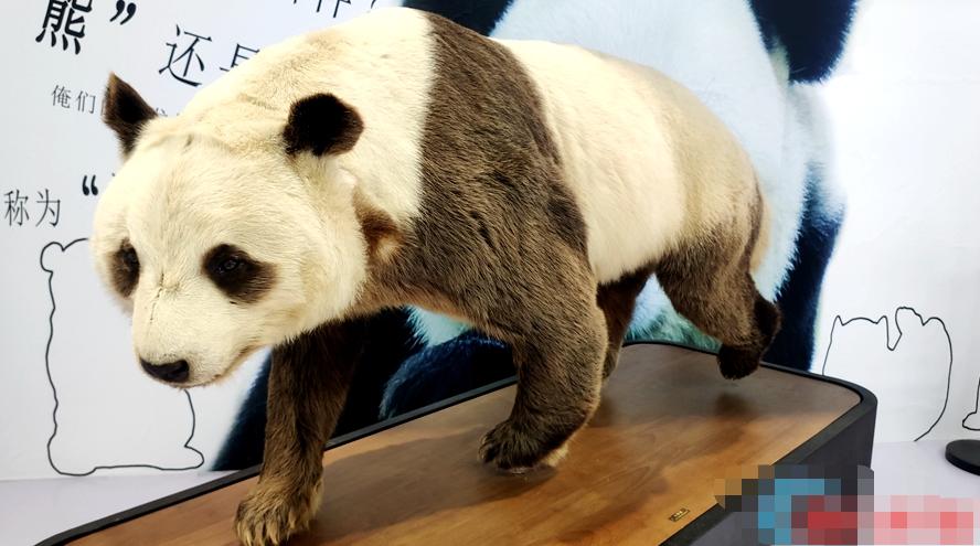 What happens to dead pandas? Will Lele be made into a specimen? - iNEWS