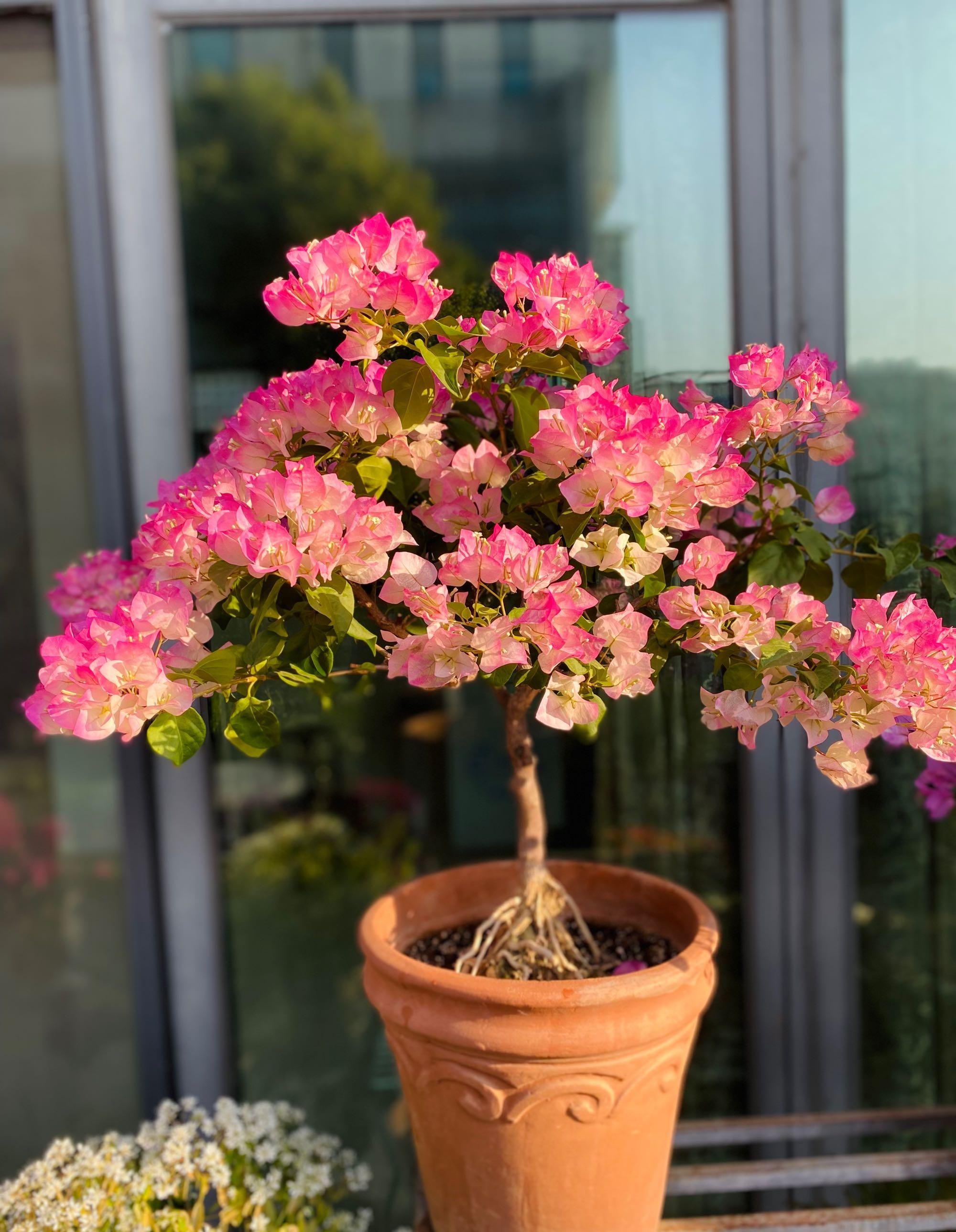 9 kinds of spicy flowers that "don't die in the sun", under the hot sun ...