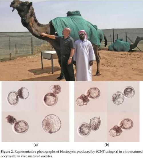 The champion camel died unexpectedly!Northeast scientists went to ...