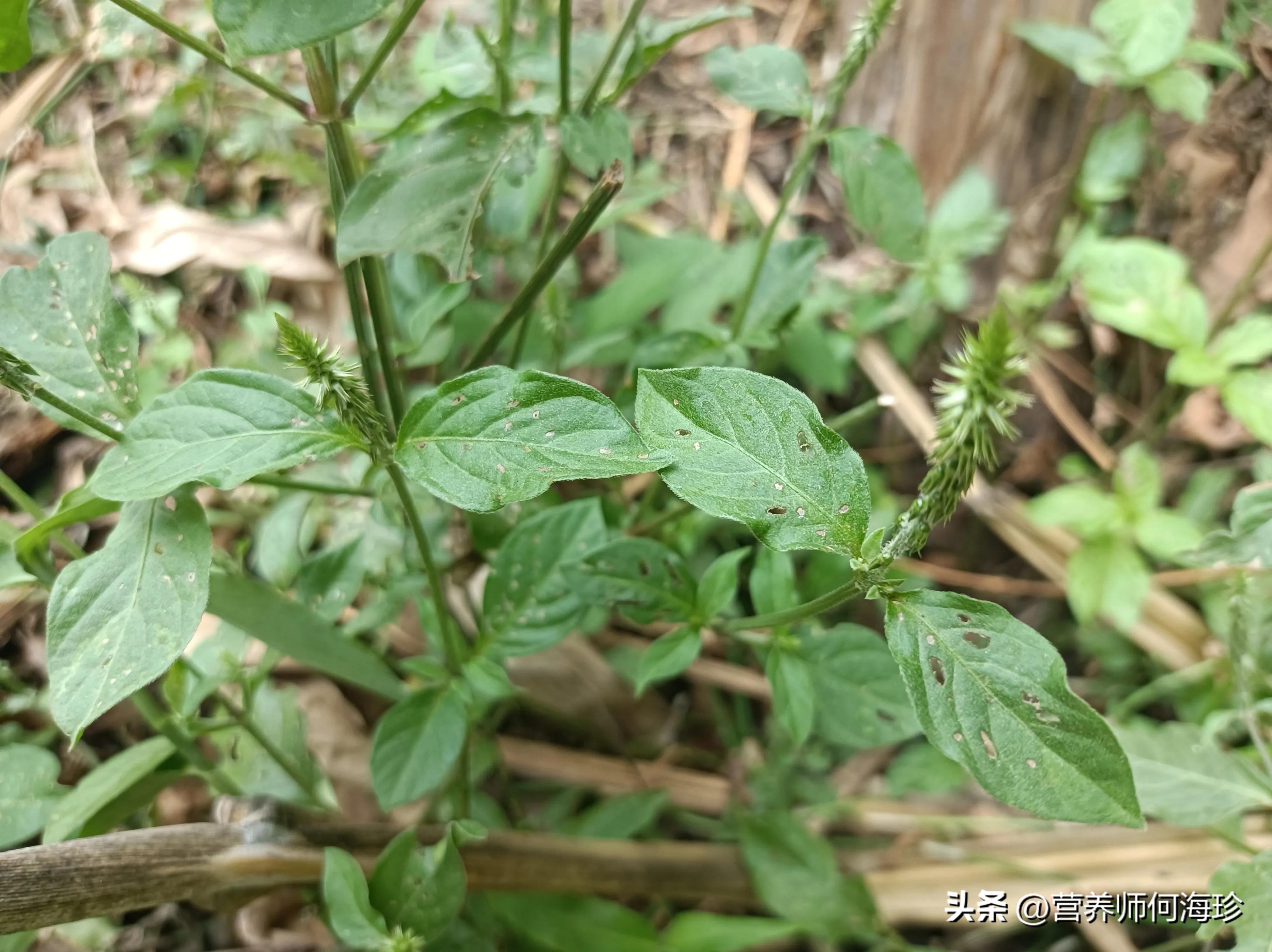 People call it "upside-down grass", and the old man also calls it "knee ...