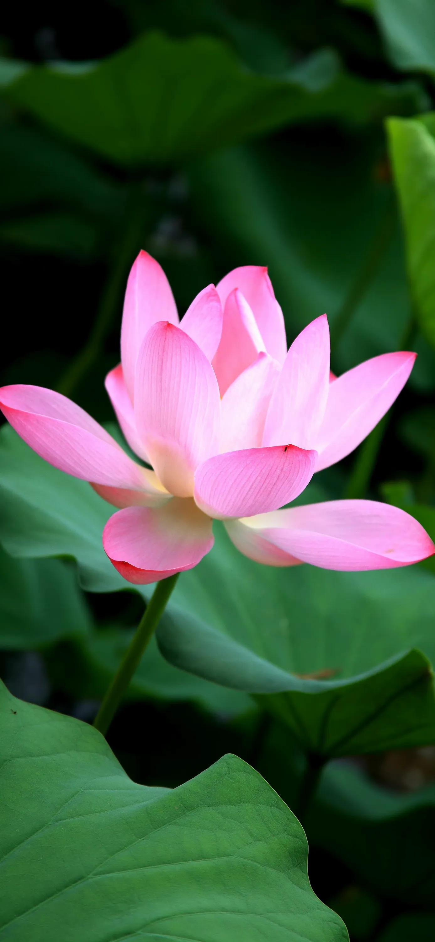 "Beautiful lotus" mobile wallpaper - iNEWS