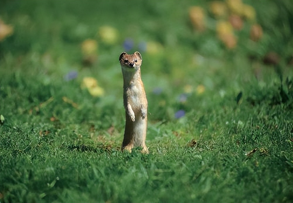 Travel through the world of ferrets: Learn about classification ...