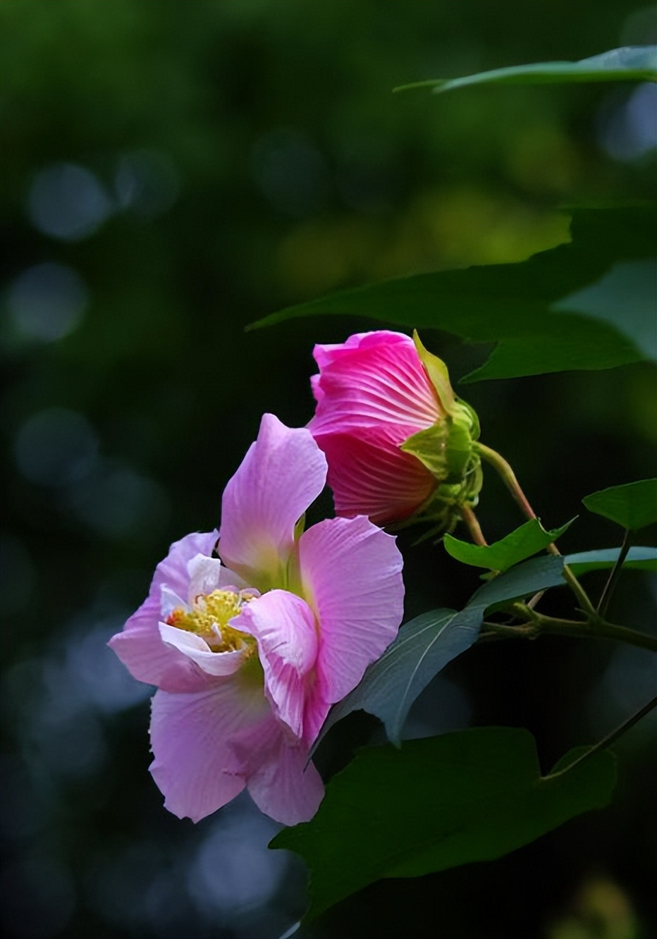 Autumn Hibiscus Shadow - iNEWS