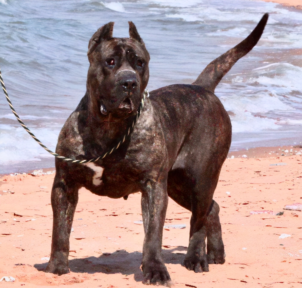 The seven "big dogs" in the world, each one is very scary, and the ...