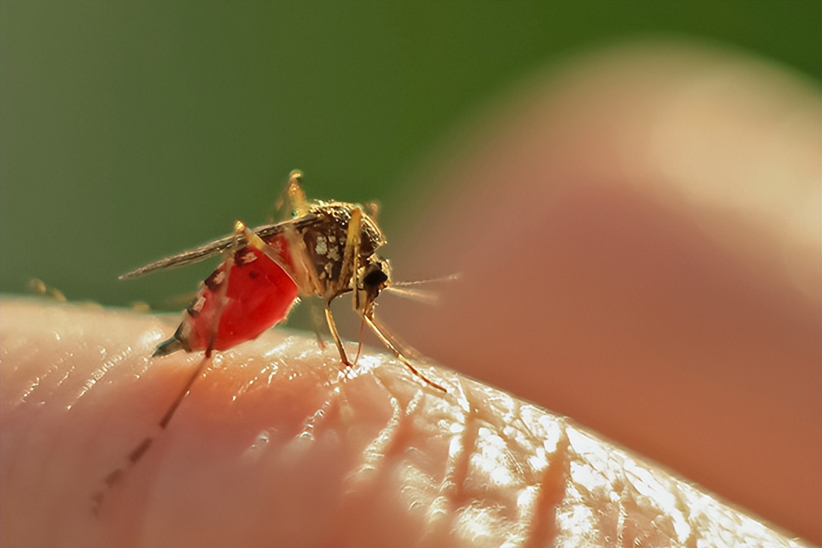 How to scientifically and healthily prevent and control mosquitoes and ...