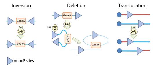 Application guide of Cre-loxP recombinase system - iNEWS