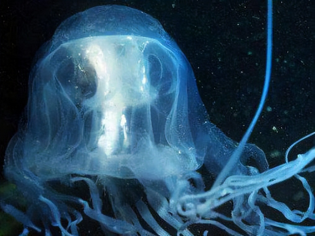 The world's first animal to evolve eyes, the box jellyfish has 24 eyes ...