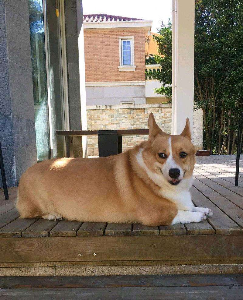 The once popular corgis, why are there fewer and fewer people now ...