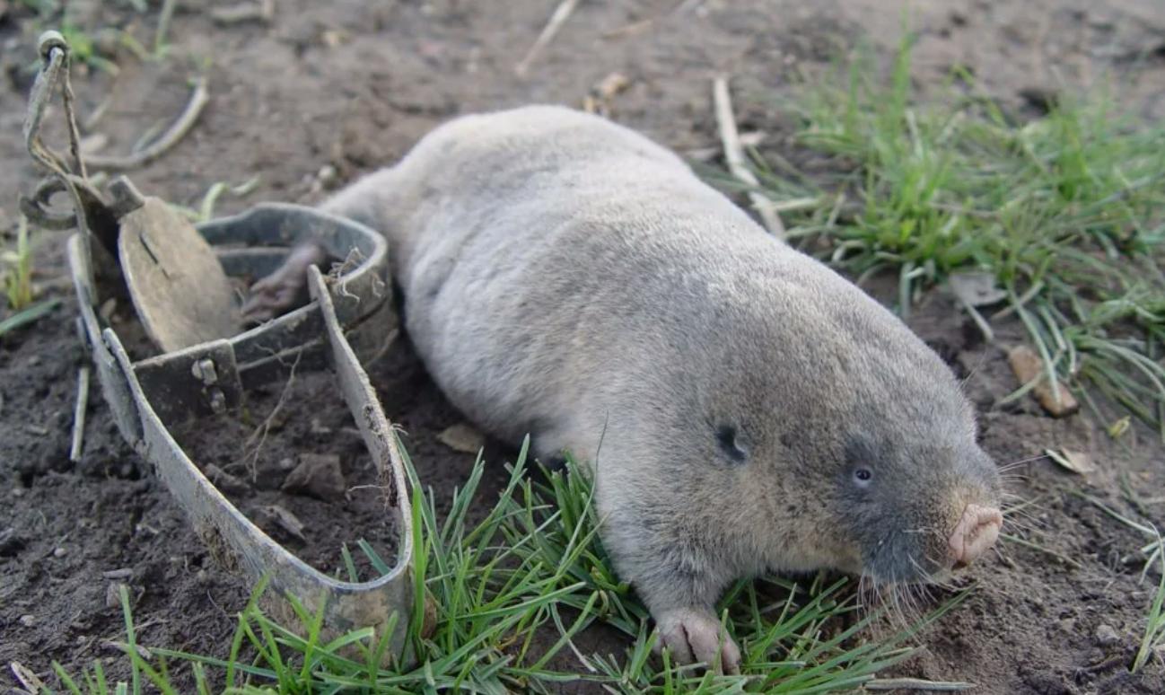 What kind of animal is the earth sheep, can replace tiger bone medicine ...