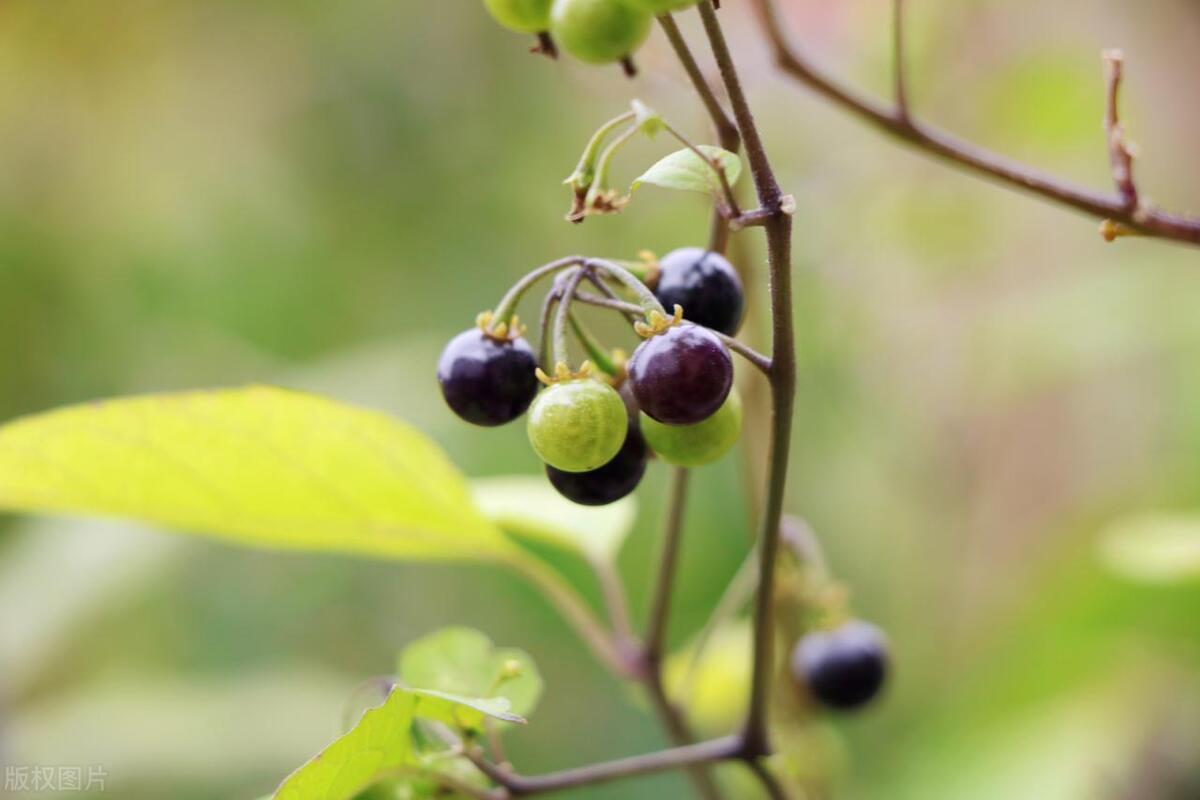 Nightshade is a common herb with high medicinal value - iMedia