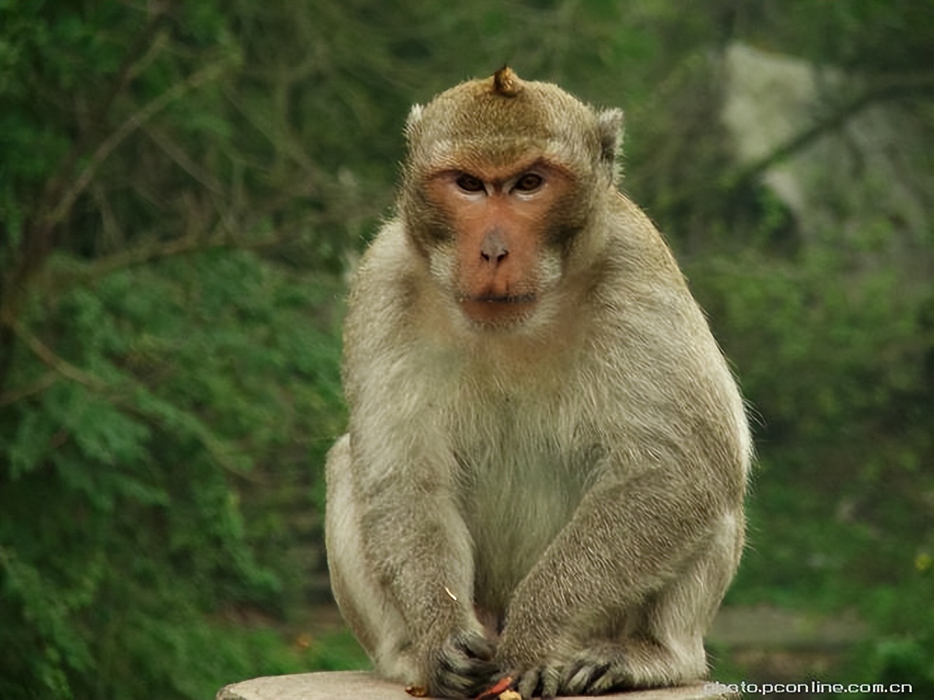 The monkey king meets the yellow-throated mink: the monkey king went ...