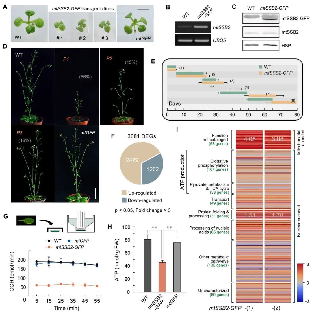 Sudu Morigen Group of Peking University reveals the molecular ...