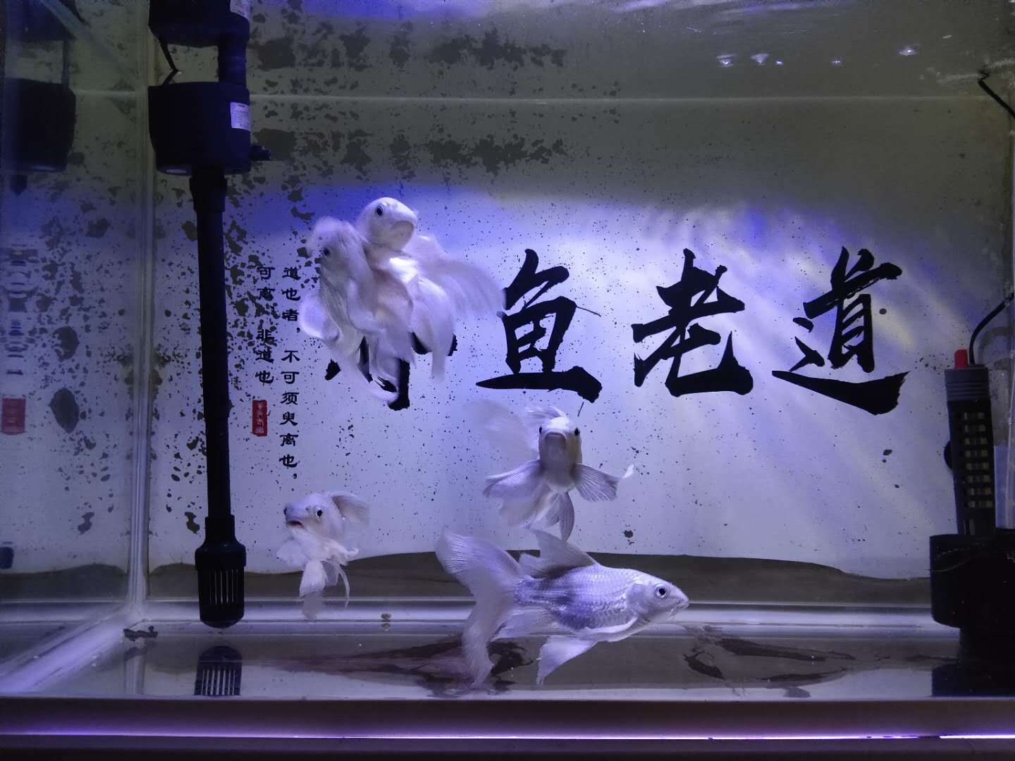 60 cm to one meter fish tank, high stocking density, if you want to add ...