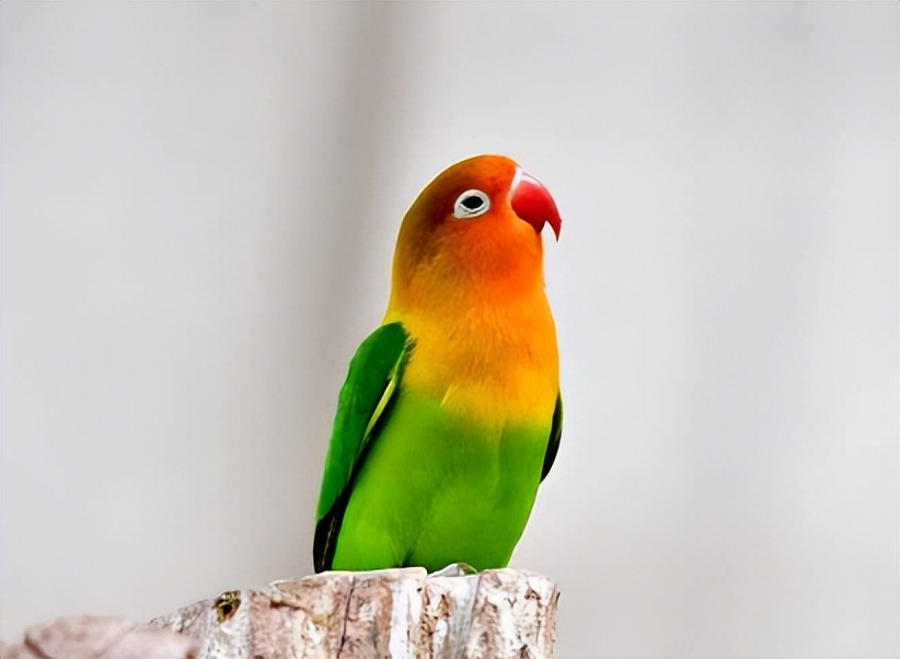 Fei's Peony Parrot: A Story of Natural Beauty and Human Coexistence ...