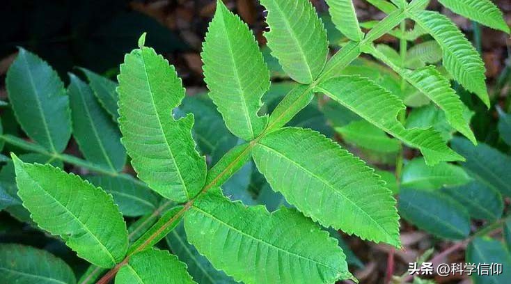 Got savory fruit?The fruit of galla tree is, but don't miss eating ...