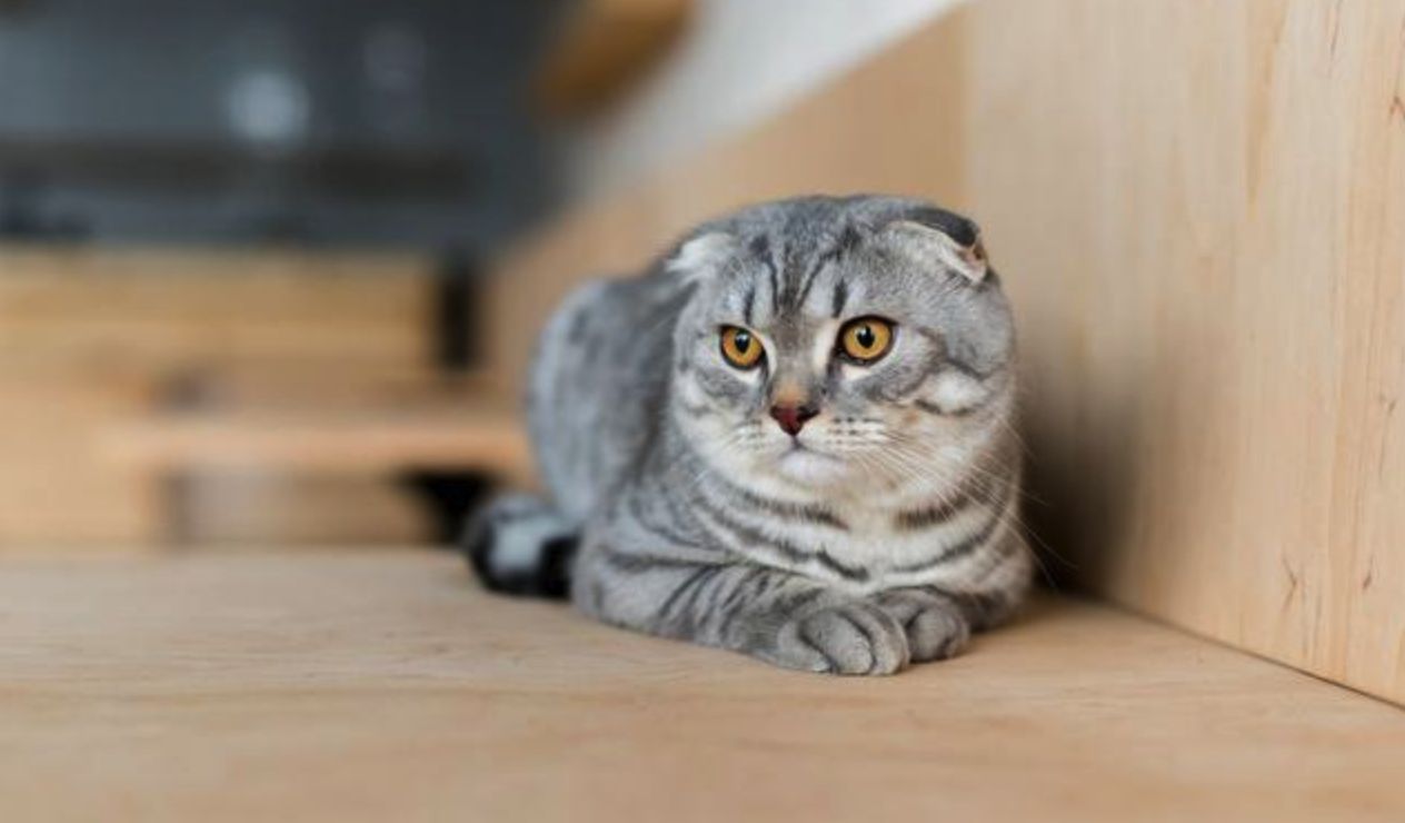 Why the folded cat was once terminated, takes you closer to the secret ...