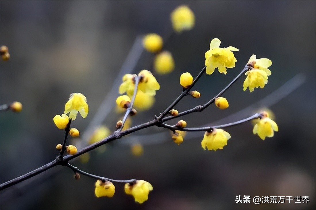 The 15 Hardest Winter Flowers - iNEWS