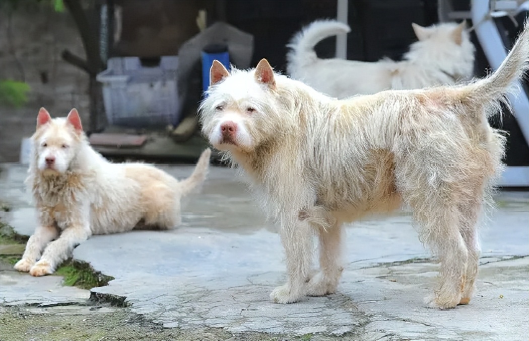 The 6 most "spiritual" dogs on the dog list, all dog owners say they ...