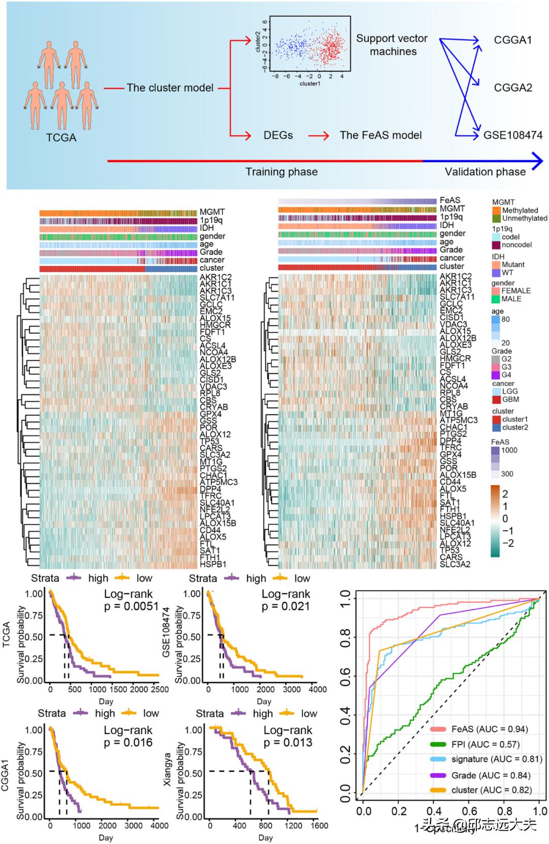 The strong return of ferroptosis combined with single-cell RNA-seq and ...